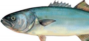 Lista de pescados azules 】>> características, propiedades y nutrientes