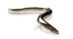 Pesce anguilla 】>> caratteristiche, proprietà e nutrienti