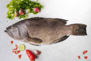 Pez Mero 】>> características, propiedades y nutrientes